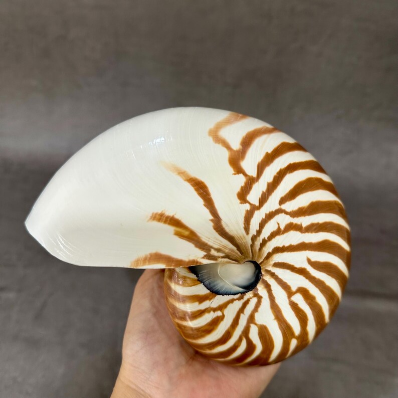 6.2”(15.5cm) Chocolate Brown Stripe Chabered Nautilus Shell, Rare Sea ...