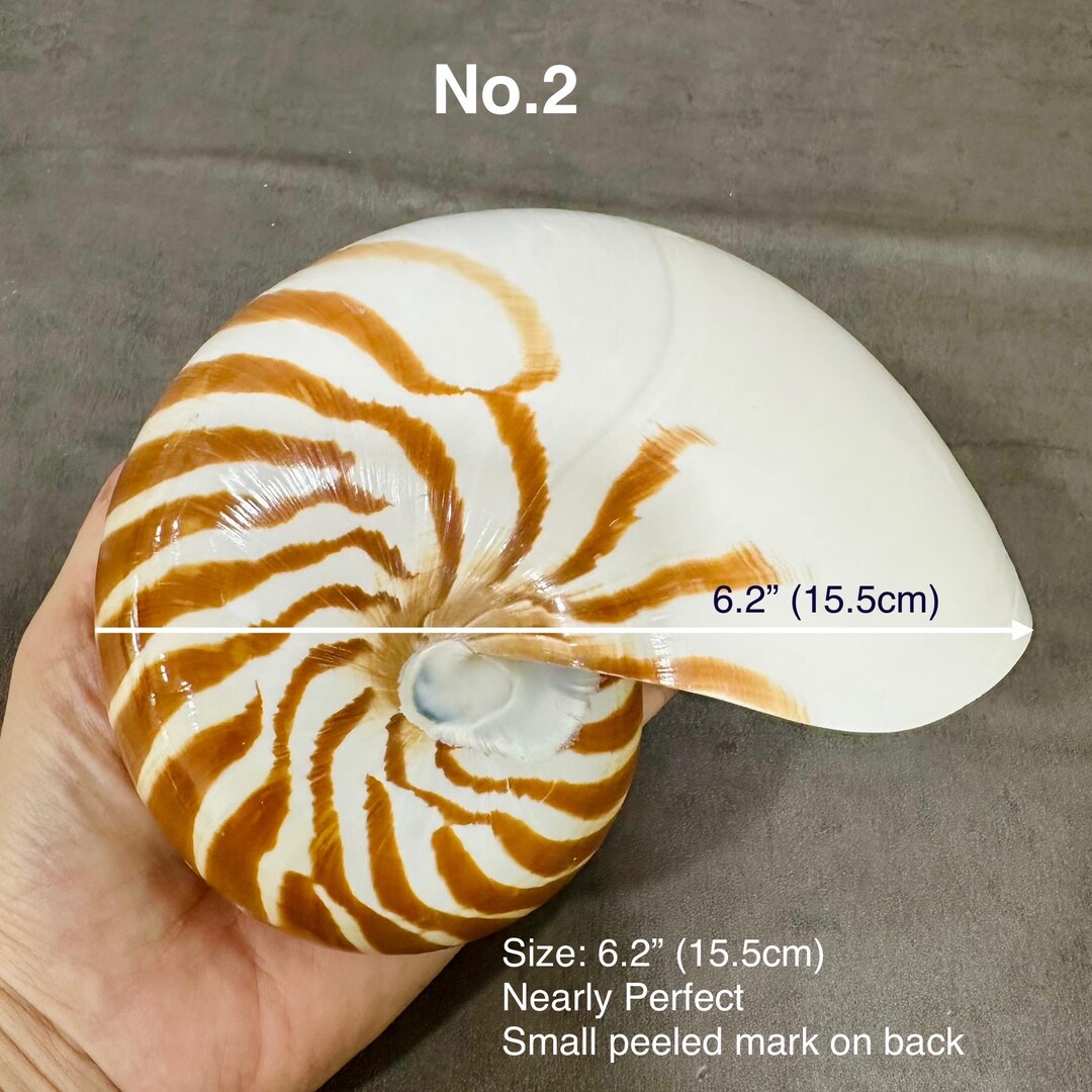 6.2” (15.5cm) SUPER SALE Nautilus Shell With Small Crack/chip/imperfect ...