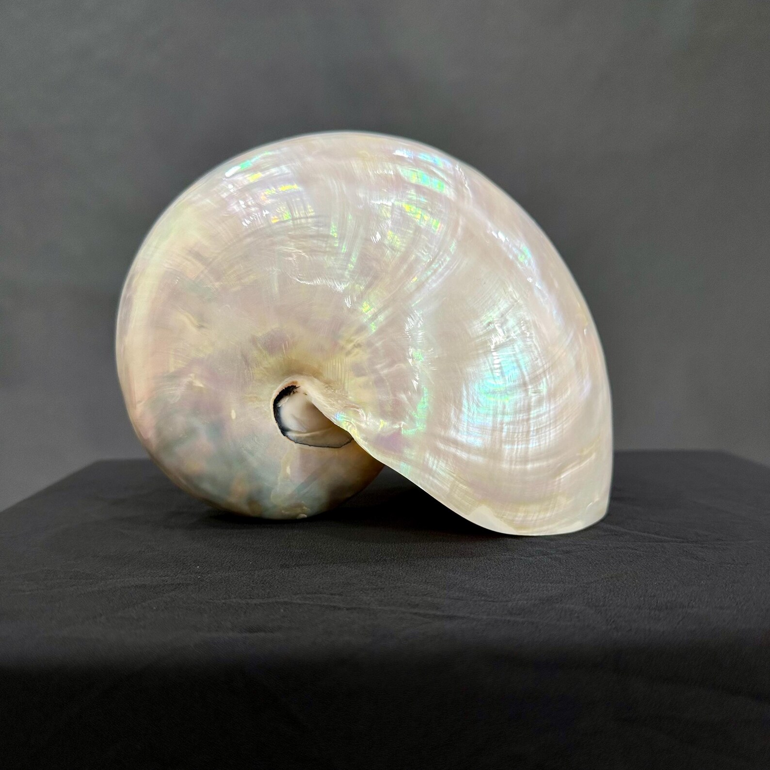 6.8”(17cm) Nautilus Pearl Polished Shell, Giant Seashell, Large Conch ...