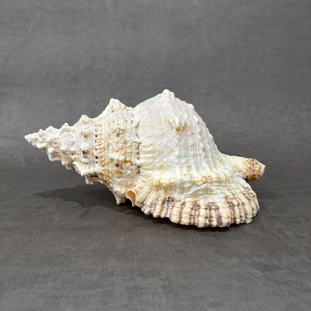 9.8” (24.5cm) Natural Albinism Tutufa Rubeta Conch Shell, Rare Large ...