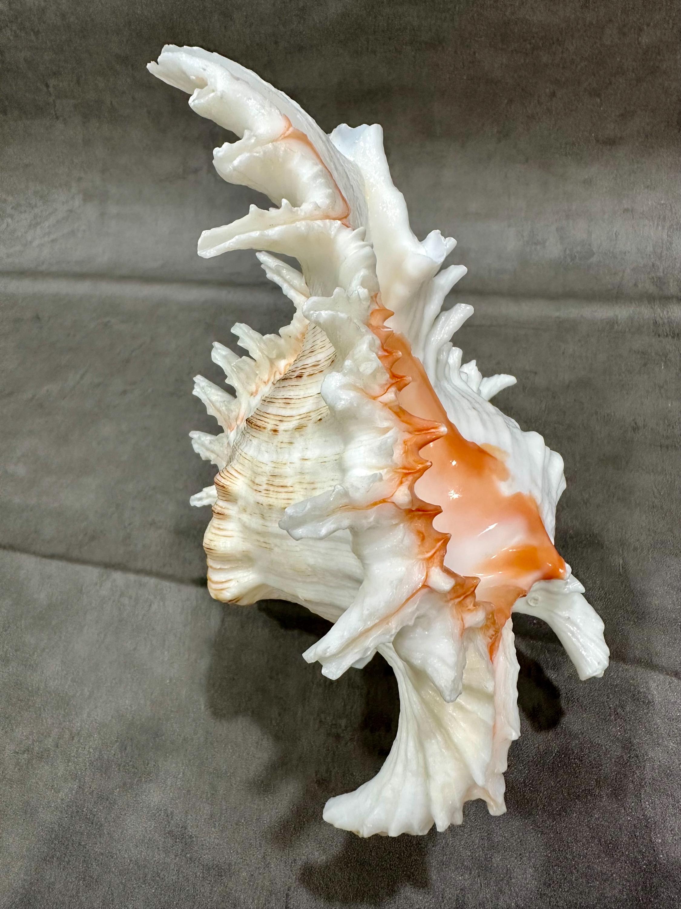 8" Giant Murex Seashell: Spiny Conch Shell for Home Decor - Etsy