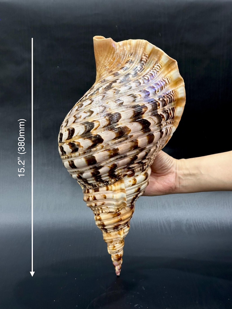 Giant Triton Conch Shell: Natural Sea Snail Home Decor (15.2 Inch) - Etsy