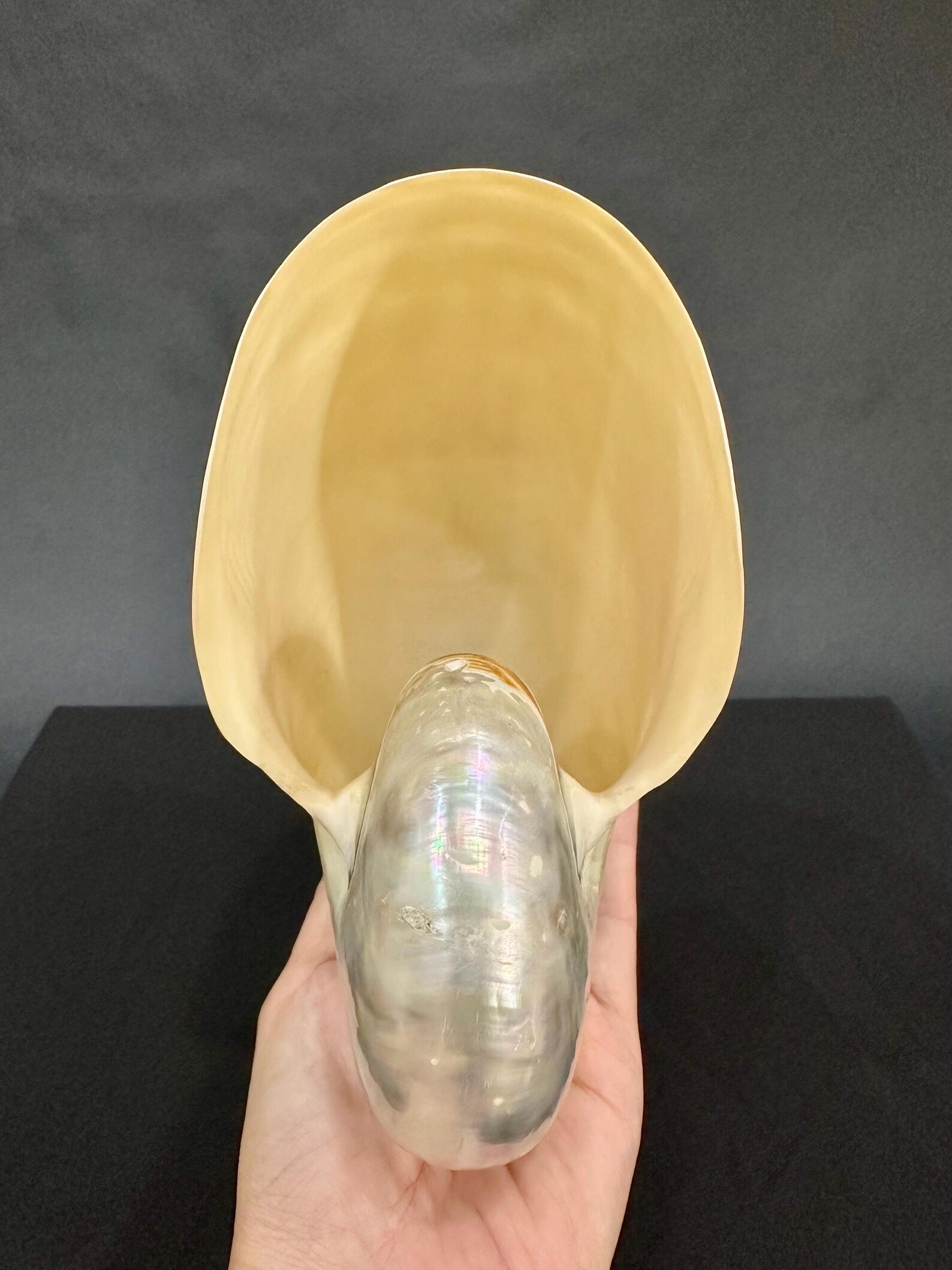 6.8”(17cm) Nautilus Pearl Polished Shell, Giant Seashell, Large Conch ...