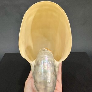 6.8”(17cm) Nautilus Pearl Polished Shell, Giant Seashell, Large Conch ...