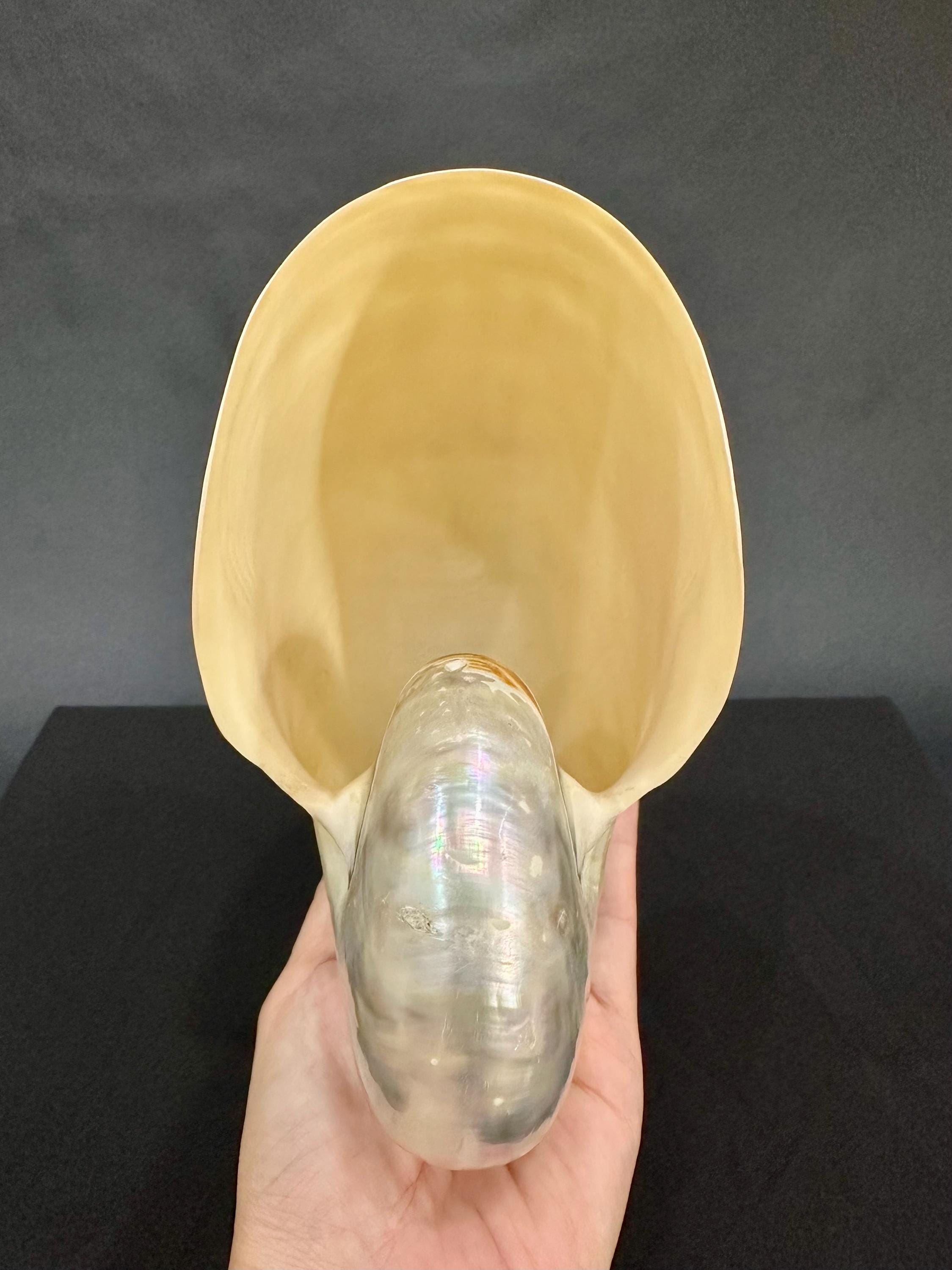 6.8”(17cm) Nautilus Pearl Polished Shell, Giant Seashell, Large Conch ...