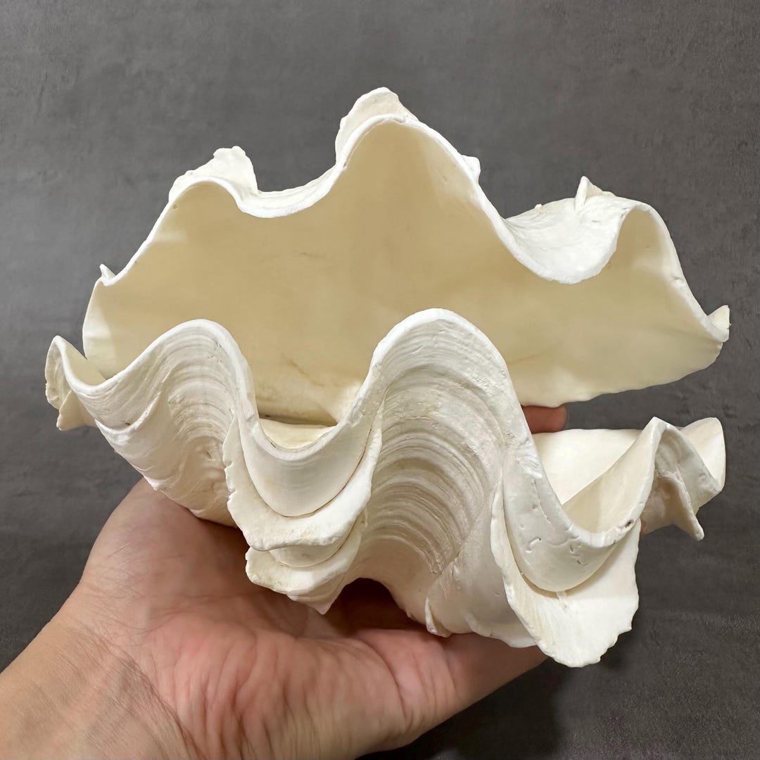 6.443.6 16109cm Pair of Tridacna Clam Shell, Natural Marine Shell ...