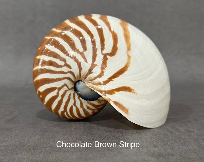 6.2”(15.5cm) Chocolate Brown Stripe Chabered Nautilus Shell, Rare Sea ...