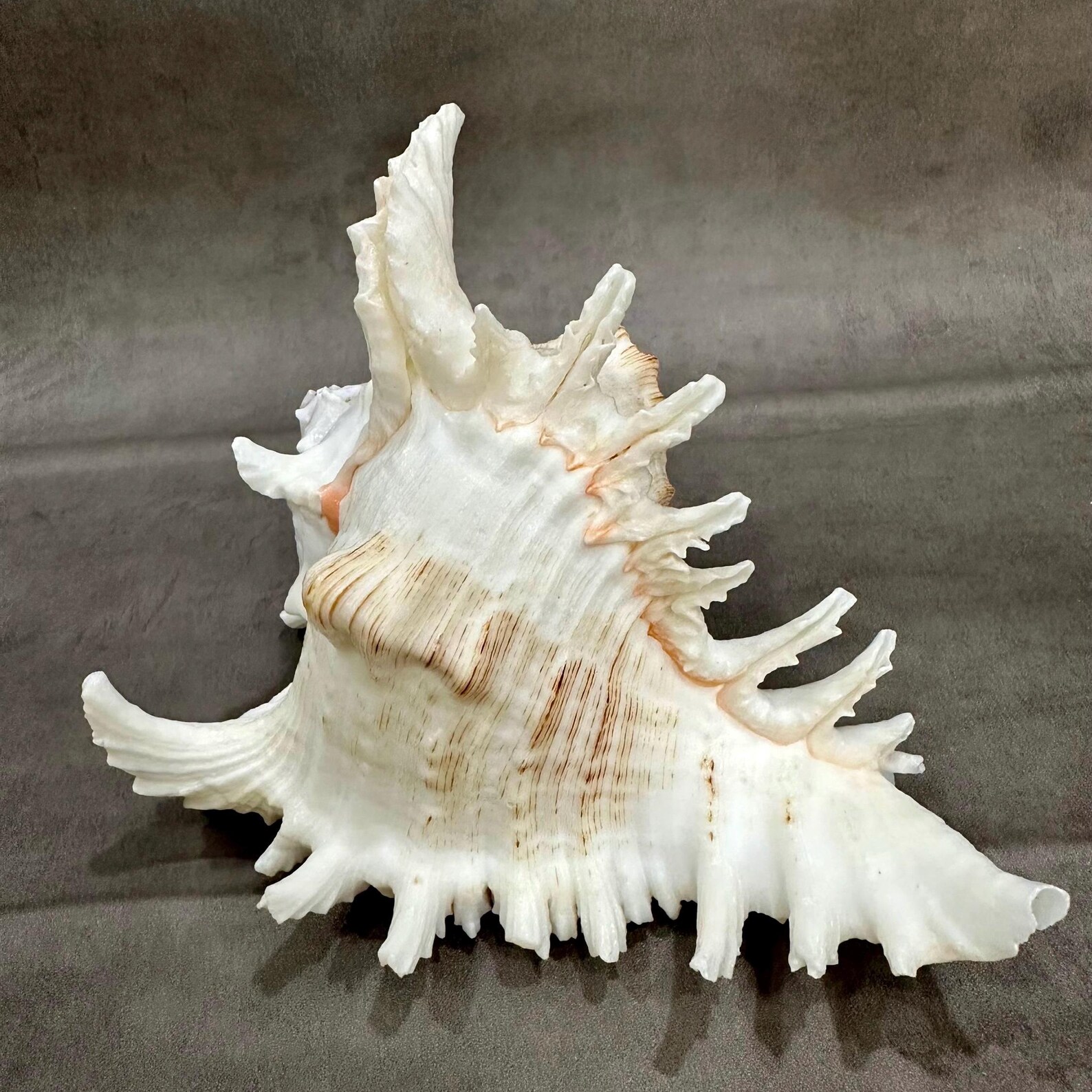8" Giant Murex Seashell: Spiny Conch Shell for Home Decor - Etsy