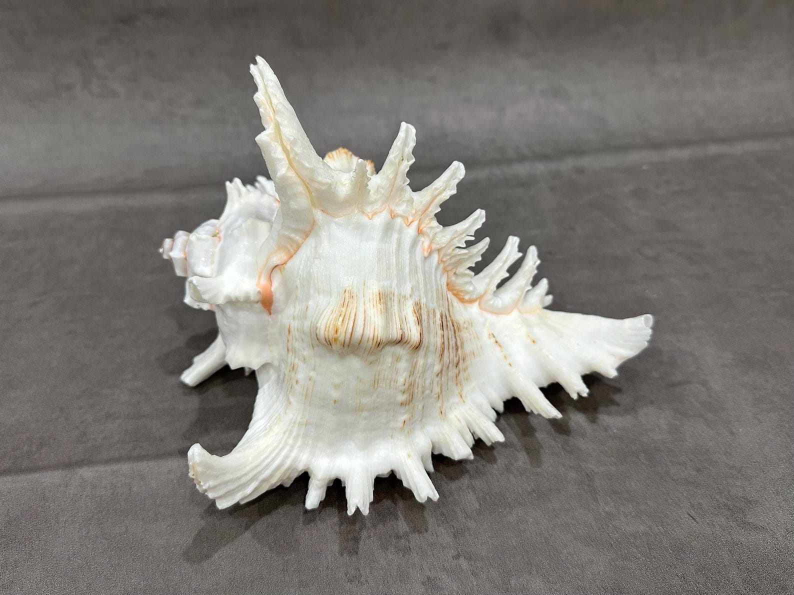 8" Giant Murex Seashell: Spiny Conch Shell for Home Decor - Etsy