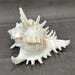 8" Giant Murex Seashell: Spiny Conch Shell for Home Decor - Etsy
