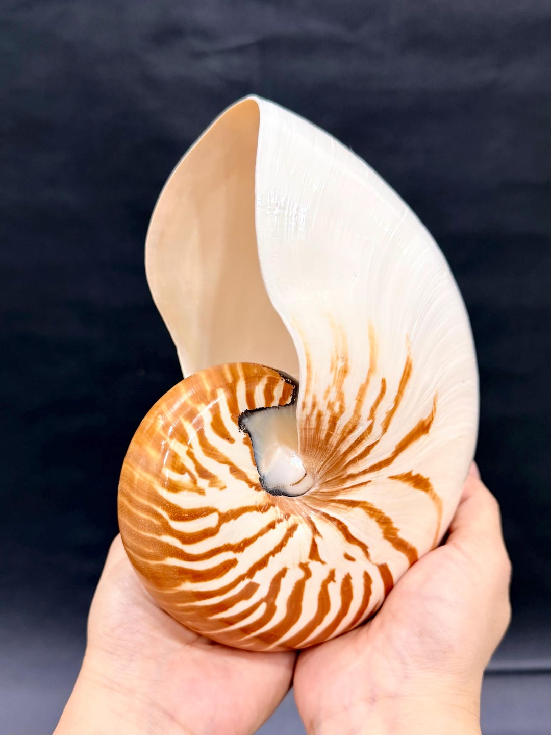 7.8" (19.5cm) RARE Natural Chambered Nautilus Conch Shell, Iridescent ...