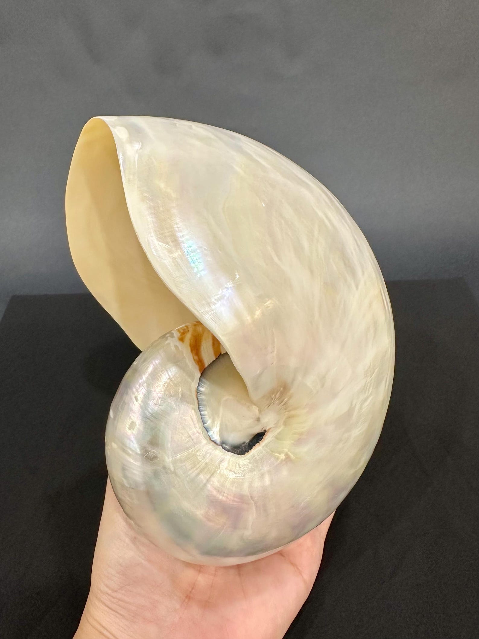 6.8”(17cm) Nautilus Pearl Polished Shell, Giant Seashell, Large Conch ...