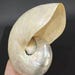 6.8”(17cm) Nautilus Pearl Polished Shell, Giant Seashell, Large Conch ...