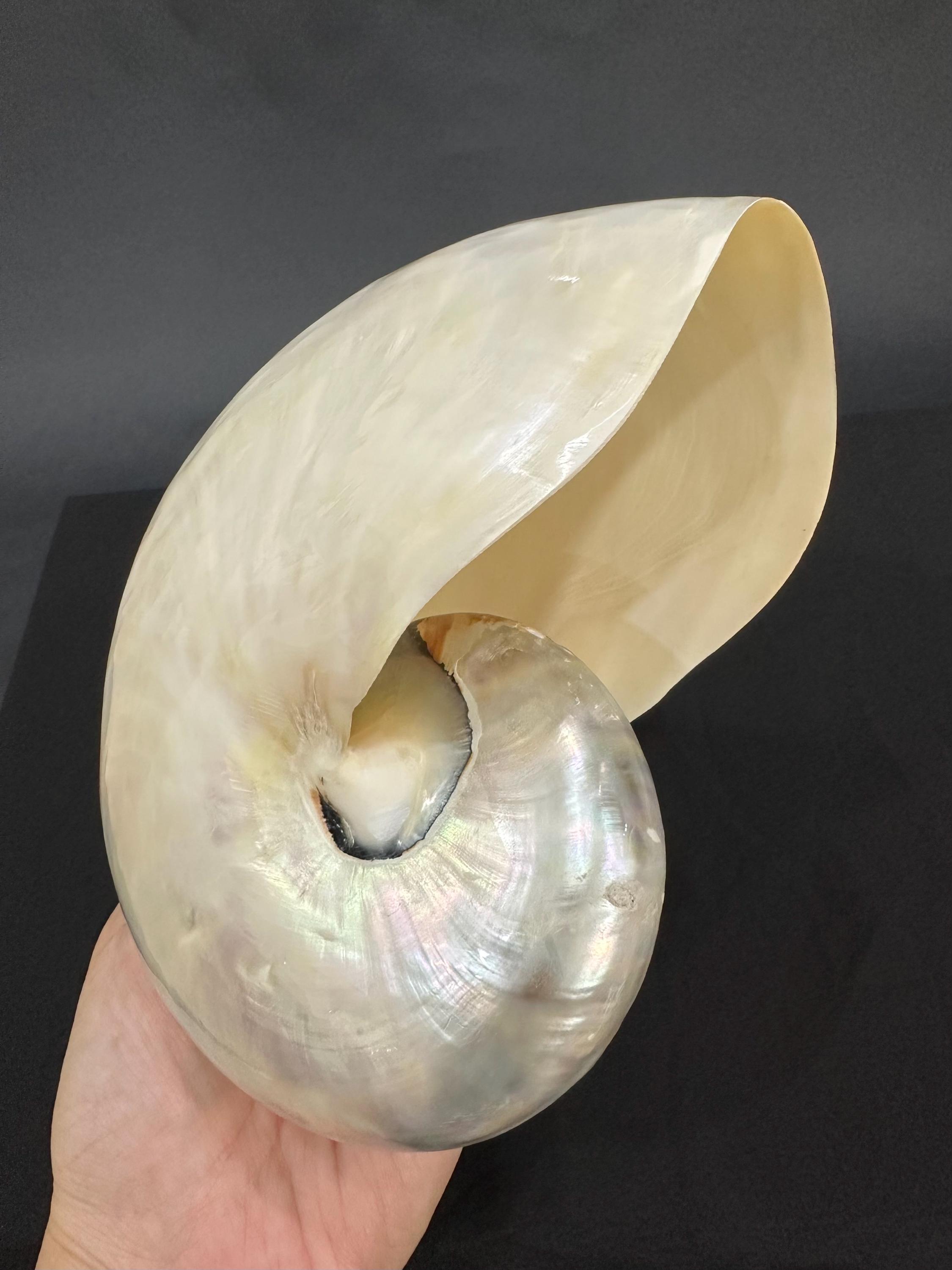 6.8”(17cm) Nautilus Pearl Polished Shell, Giant Seashell, Large Conch ...