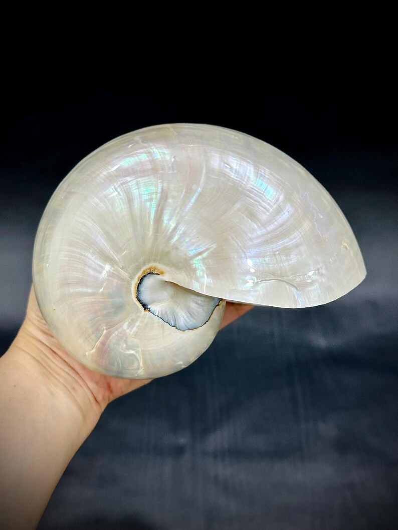 7.2” (18cm) Polished Nautilus Conch Shell: Iridescent Pearl Seashell ...