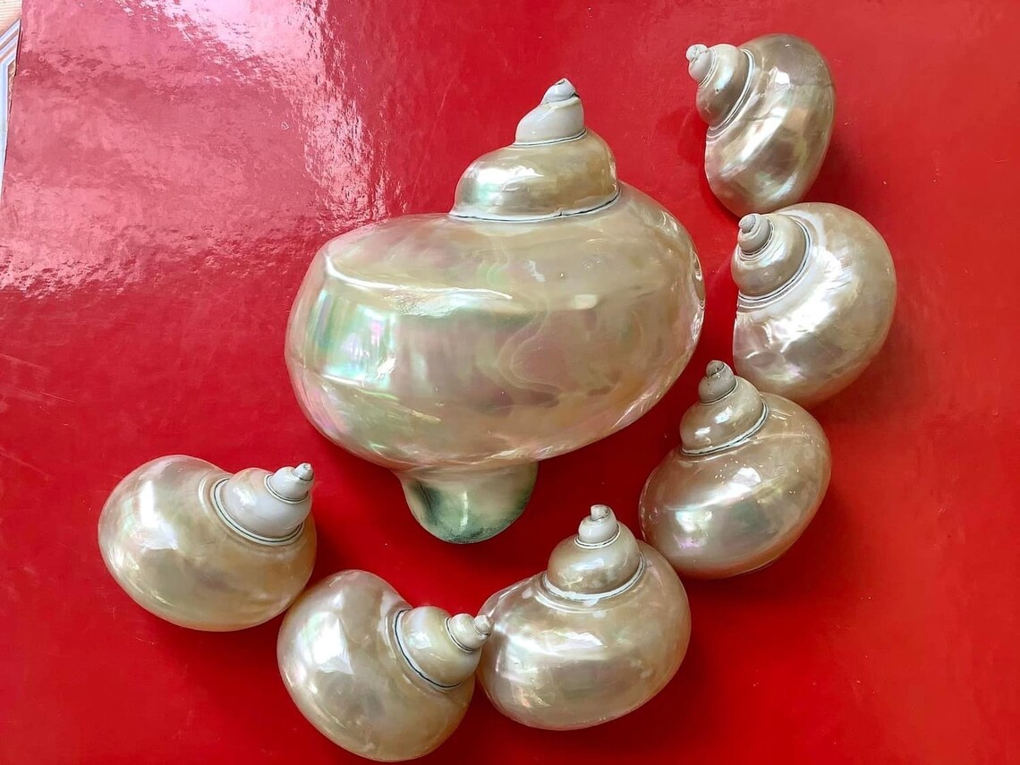 Set of Conch Shell Teapot and Cups, Bronze Edged, Home Decor, Unique ...