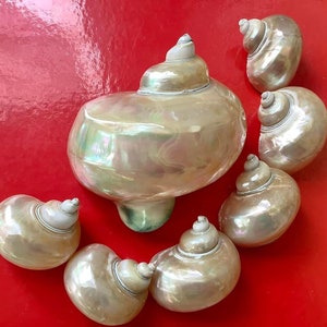 Set of Conch Shell Teapot and Cups, Bronze Edged, Home Decor, Unique ...