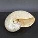 6.8”(17cm) Nautilus Pearl Polished Shell, Giant Seashell, Large Conch ...