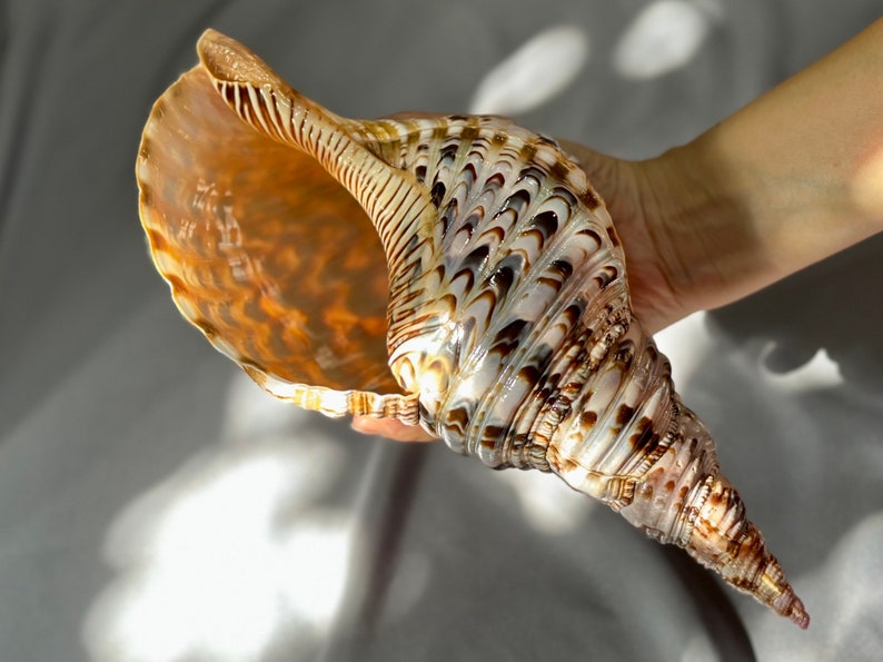 11.2 28cm Triton Trumpet Seashell, Atlantic Triton Shell, Giant Queen ...