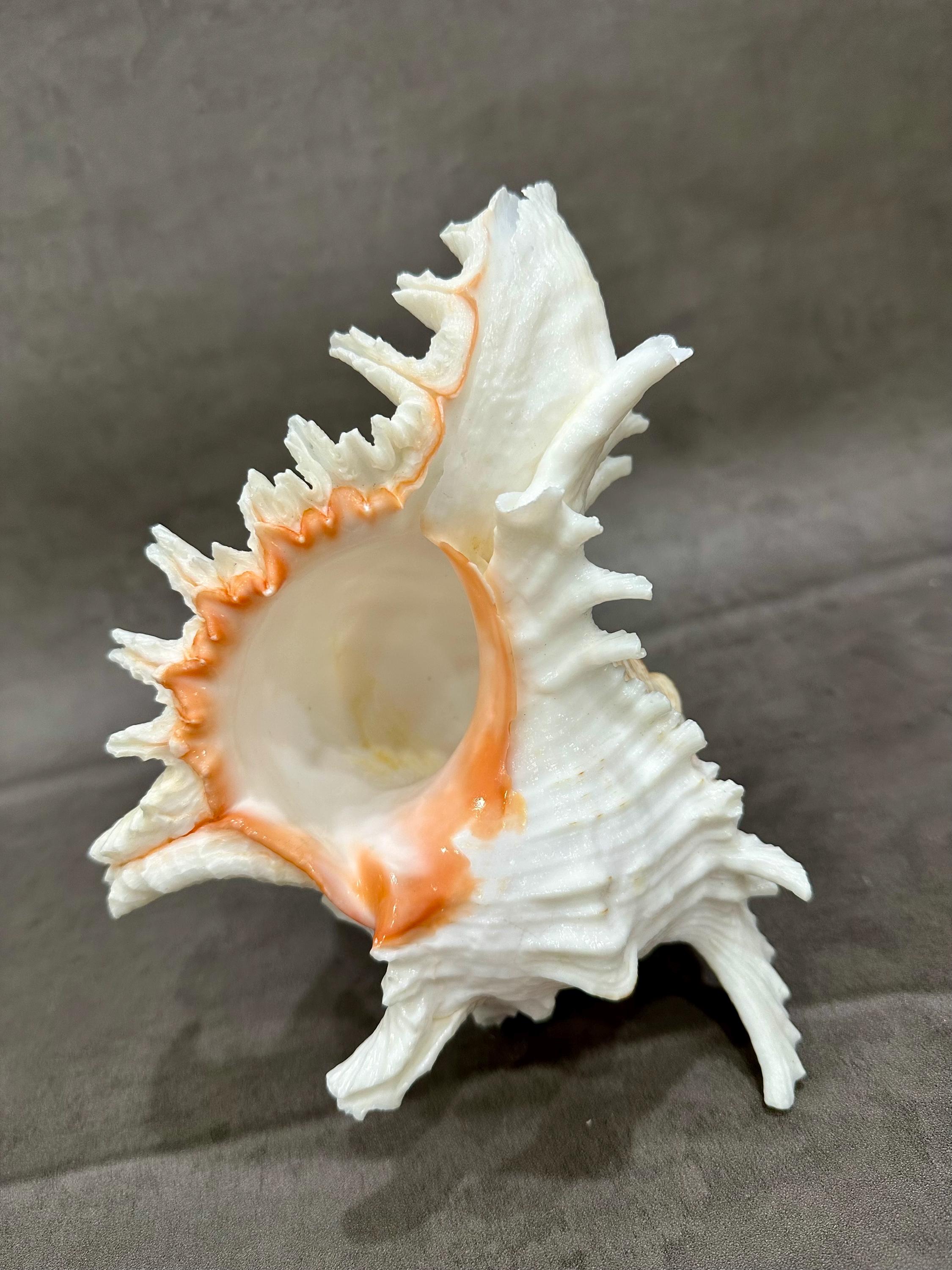 8" Giant Murex Seashell: Spiny Conch Shell for Home Decor - Etsy