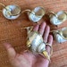 Set of Conch Shell Teapot and Cups, Bronze Edged, Home Decor, Unique ...