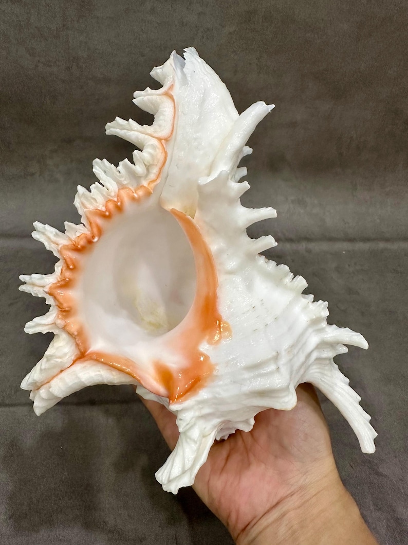 8" Giant Murex Seashell: Spiny Conch Shell for Home Decor - Etsy