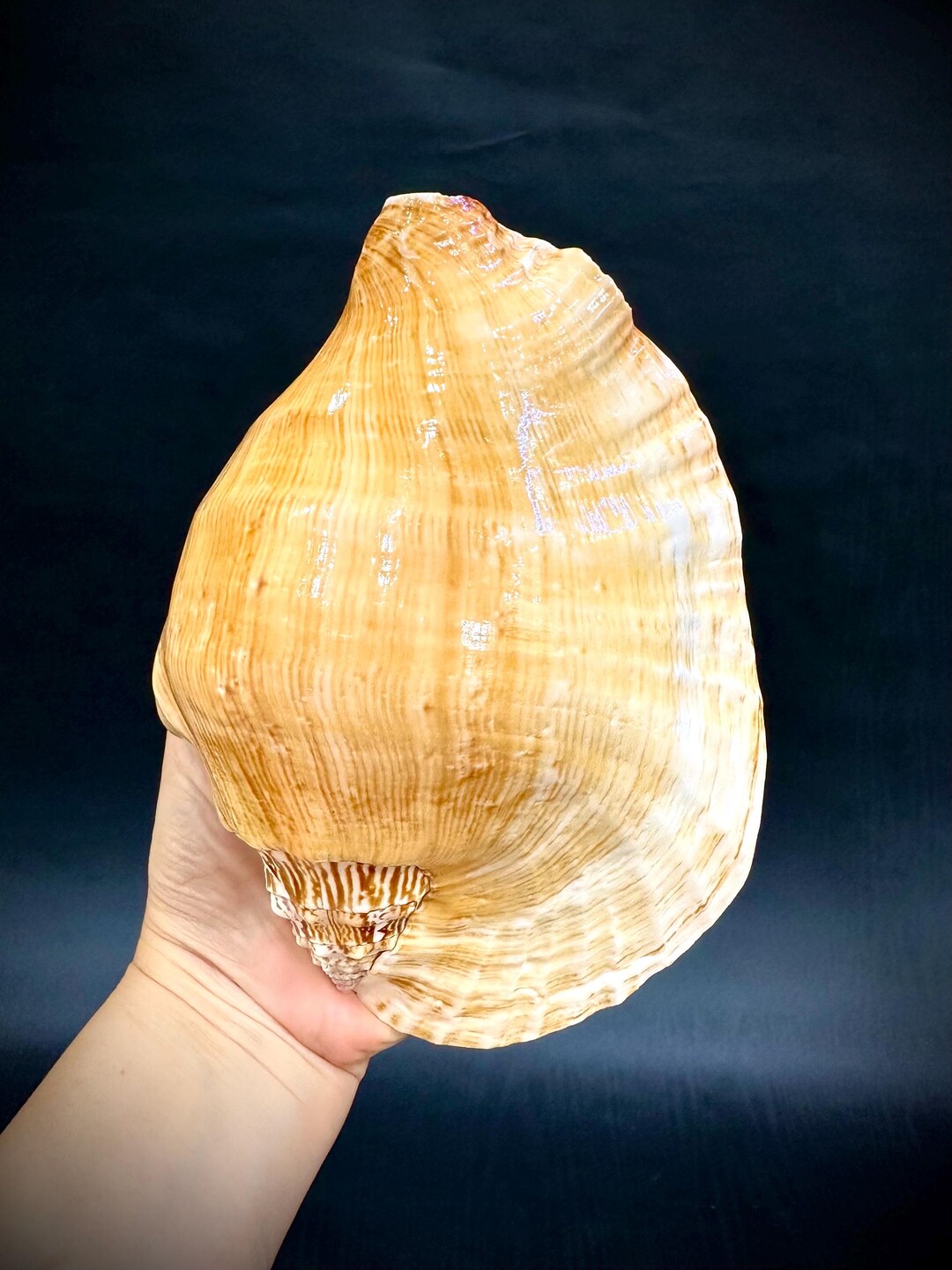 7.2” (18cm) Strombus Pacific Conch Seashell, Strombus Latissmus ...