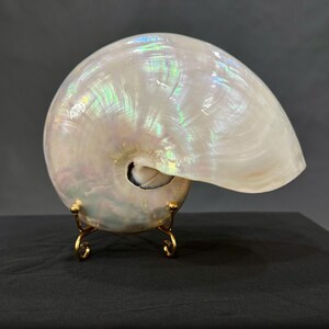6.8”(17cm) Nautilus Pearl Polished Shell, Giant Seashell, Large Conch ...