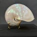 6.8”(17cm) Nautilus Pearl Polished Shell, Giant Seashell, Large Conch ...