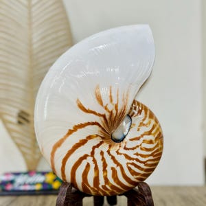 6-7.8" (15-19cm) Natural Chambered Nautilus Conch Shell, Iridescent Sea ...