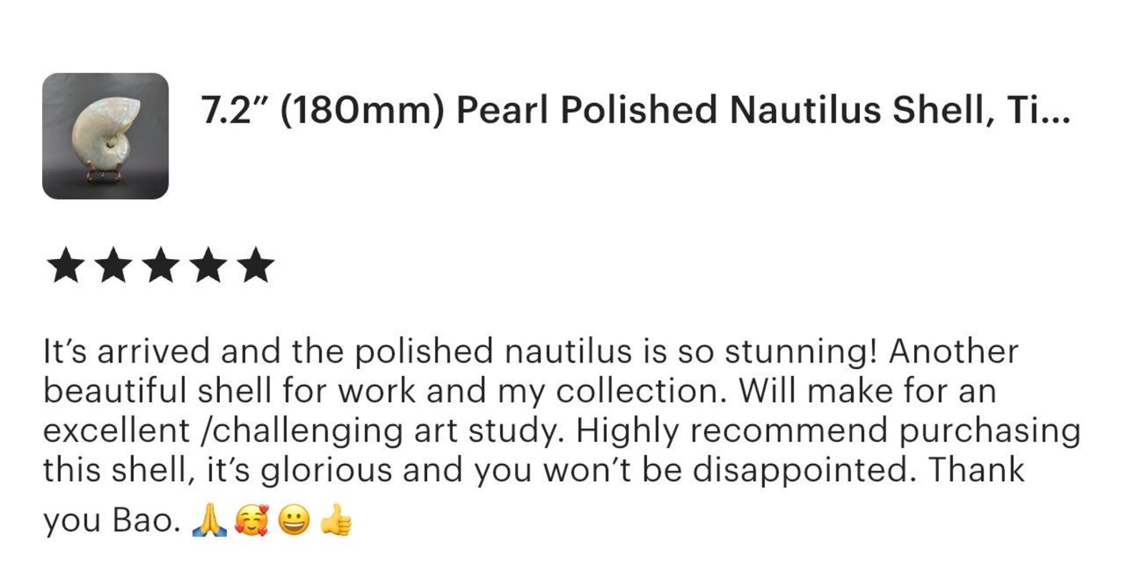 6.8”(17cm) Nautilus Pearl Polished Shell, Giant Seashell, Large Conch ...