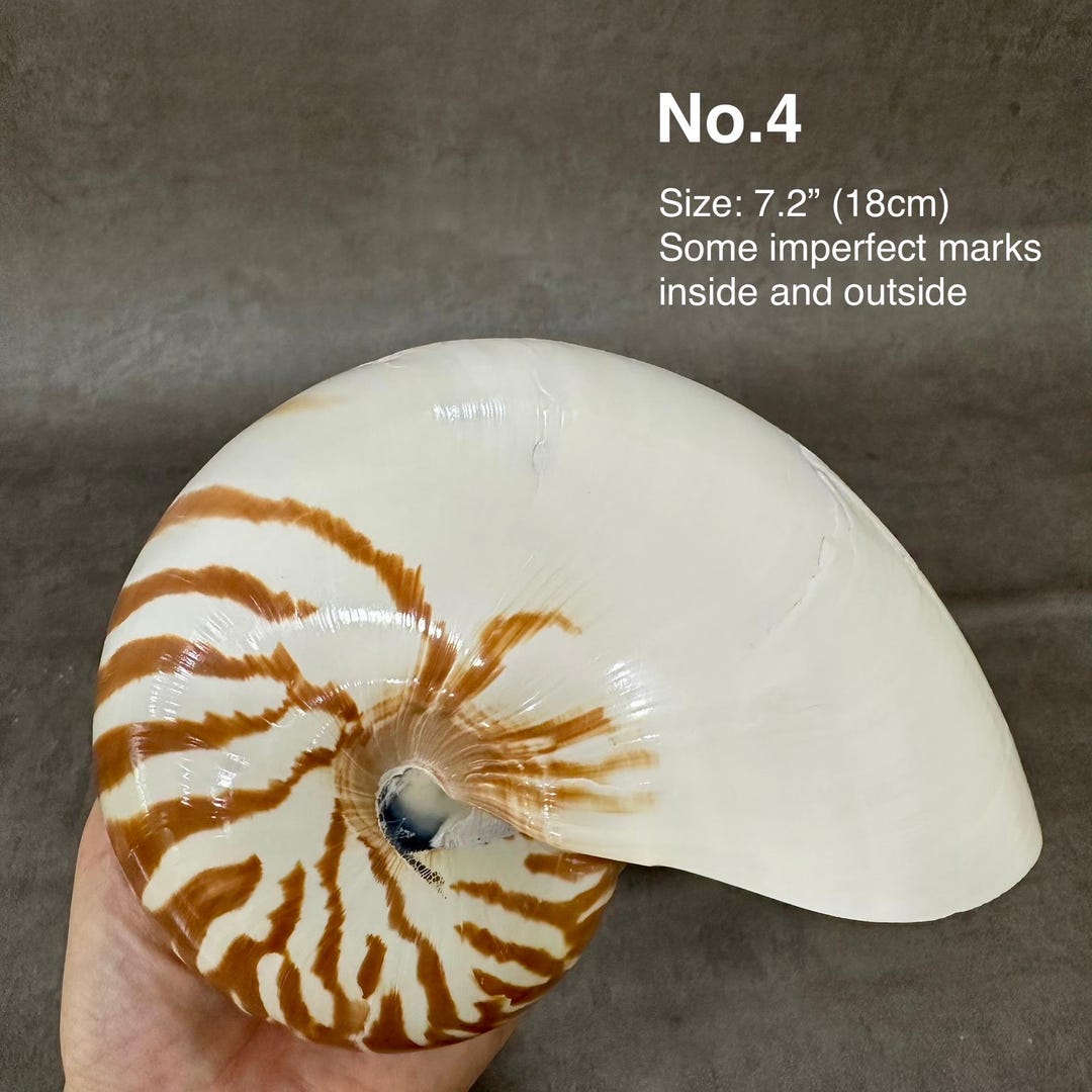 7.2 18cm SUPER SALE Shells With Small Crack/chip/imperfect Marks on It ...