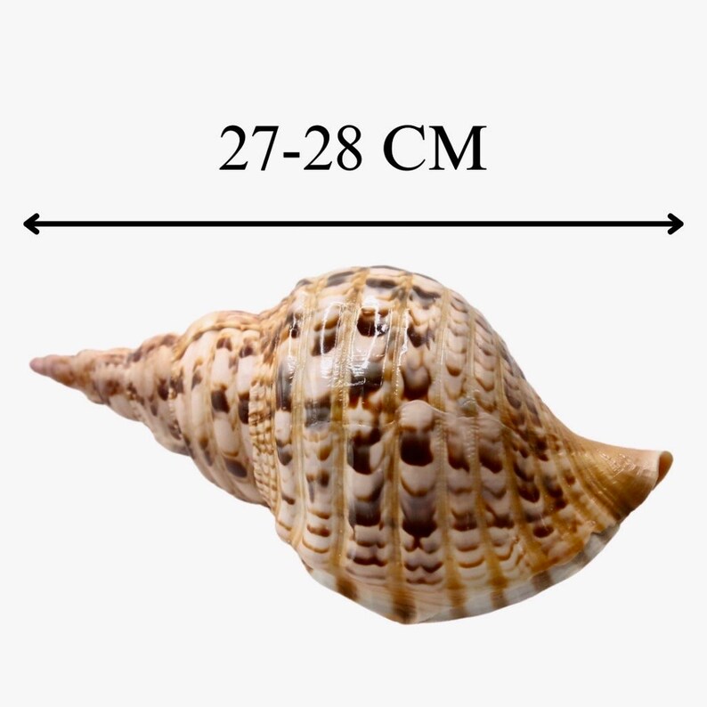11.2 28cm Triton Trumpet Seashell, Atlantic Triton Shell, Giant Queen ...