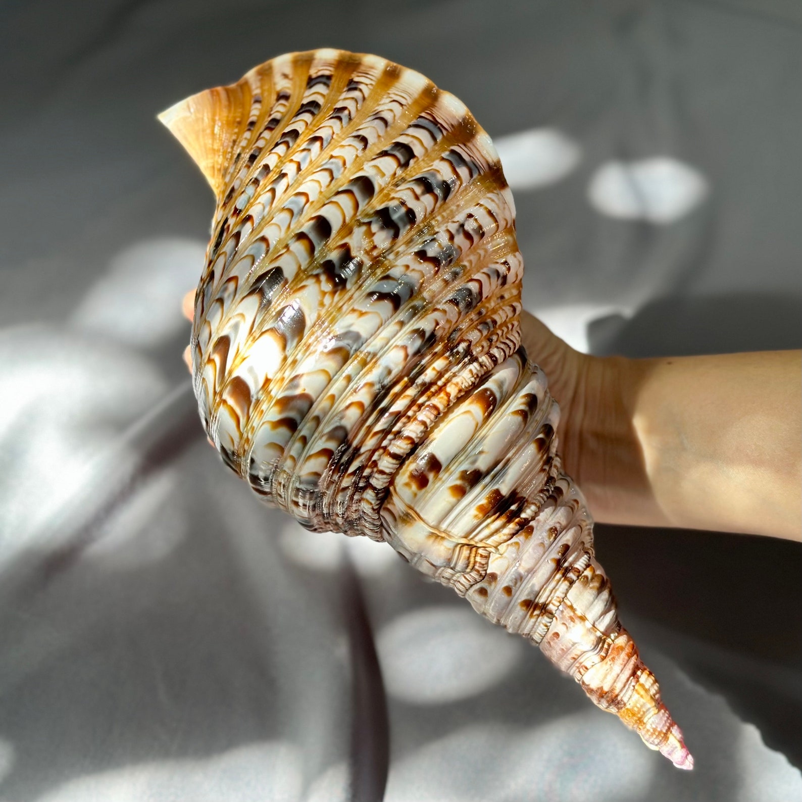 11.2 28cm Triton Trumpet Seashell, Atlantic Triton Shell, Giant Queen ...