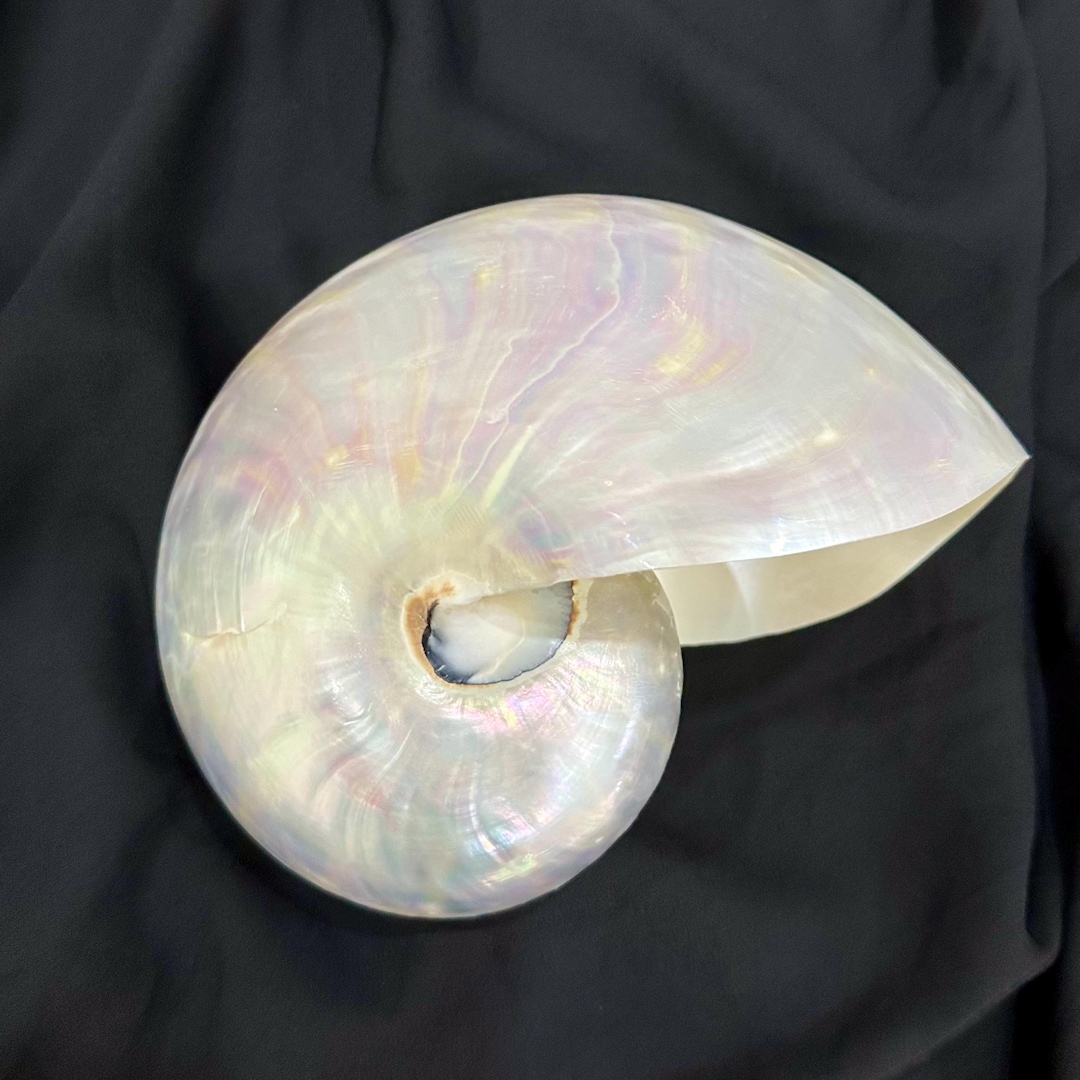 6.4”(16cm) Nautilus Pearl Polished Shell, Giant Seashell, Large Conch ...