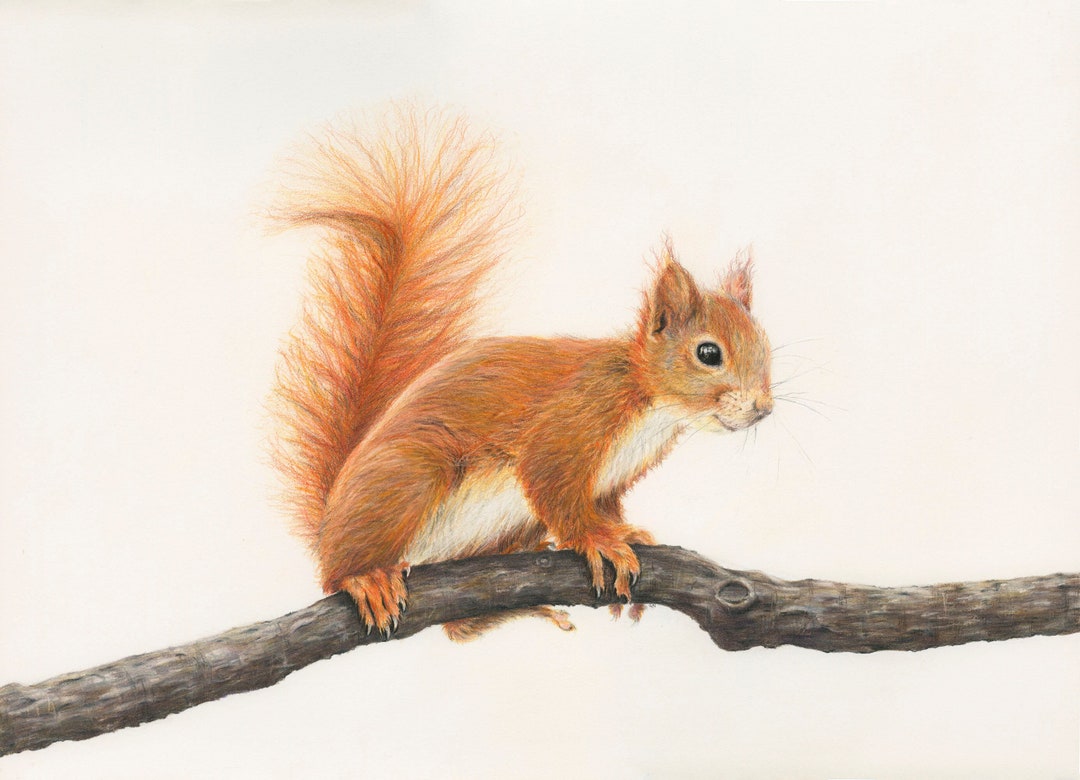 Original Pencil Drawing Mcnutty the Red Squirrel - Etsy