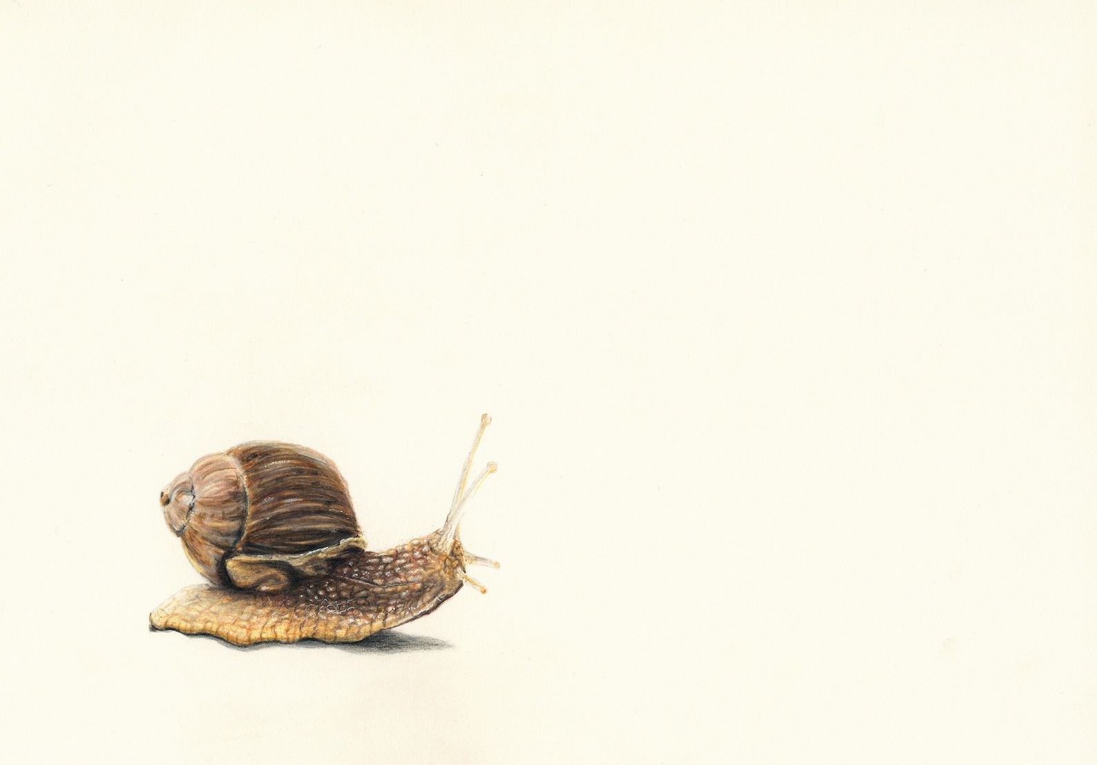 Original Pencil Drawing - Brian the Snail - Etsy
