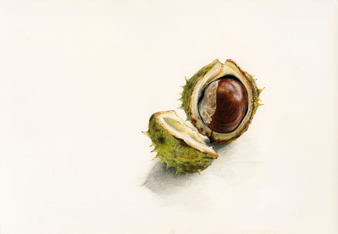 Hero - the Conker Print - Etsy