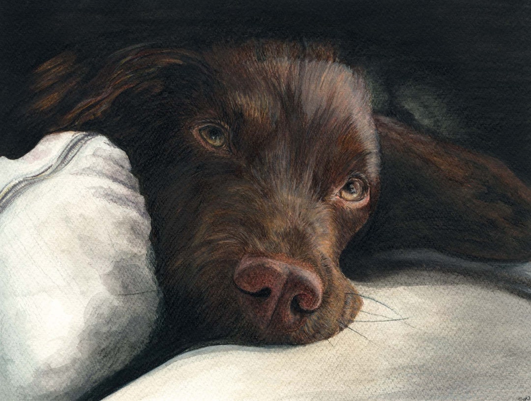 Dog Portrait - Chocolate Spaniel - Etsy