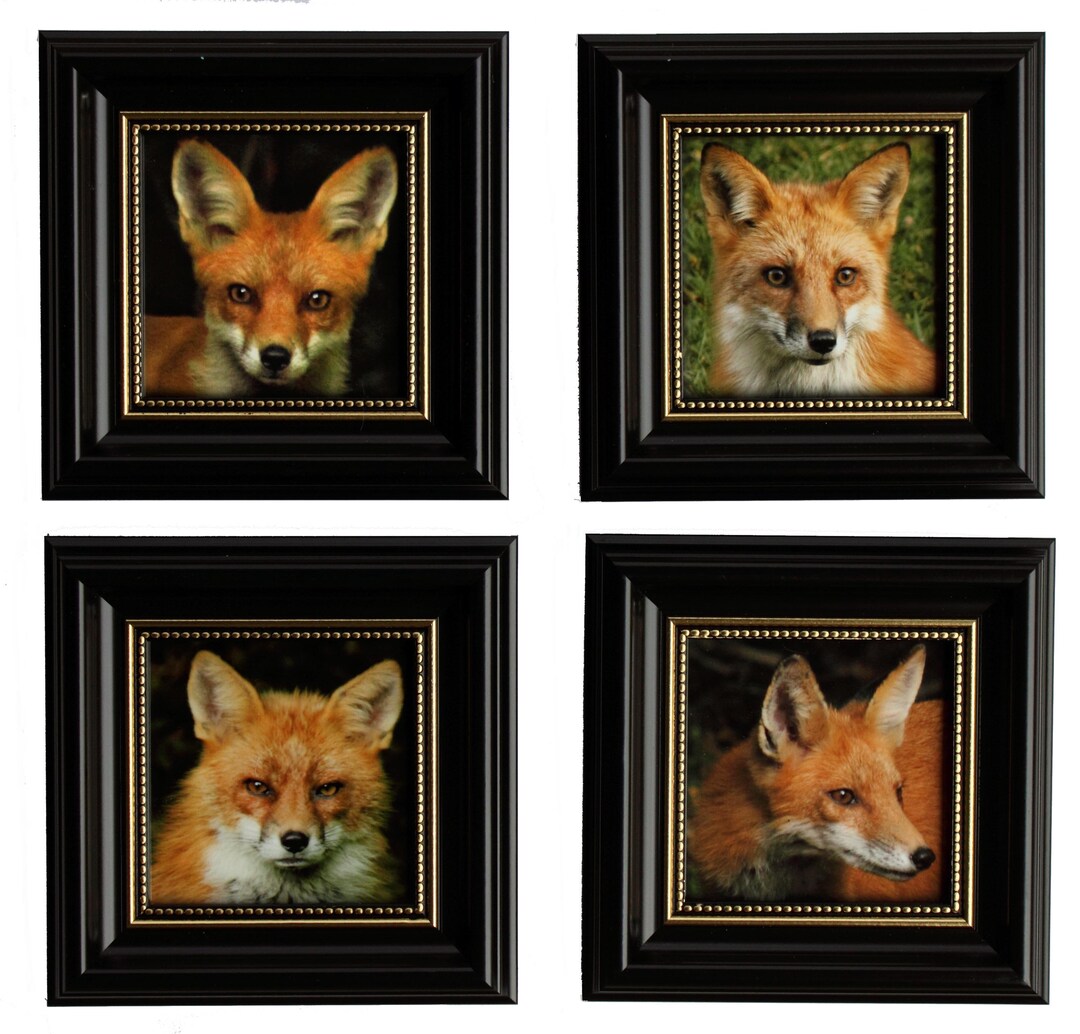 Set of 4 Mini Portraits four Fox Friends Framed Original Photographs by ...