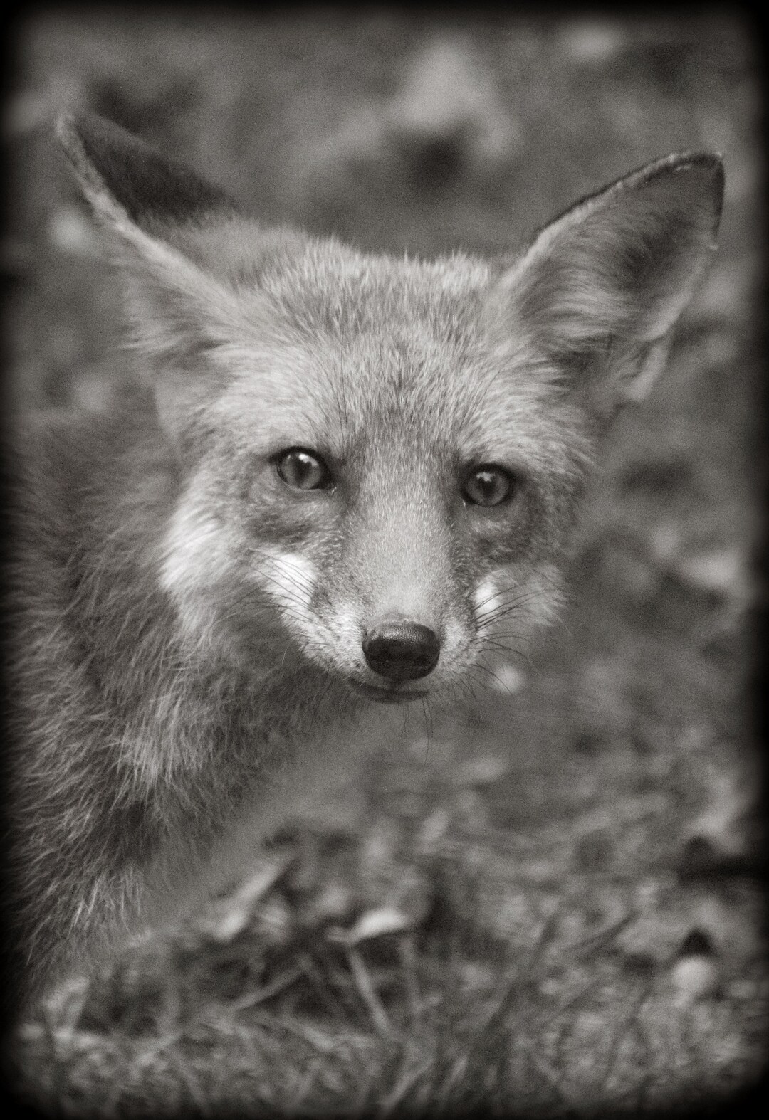 Handmade Blank Card "fox Portrait #1" Featuring Original Photography by ...