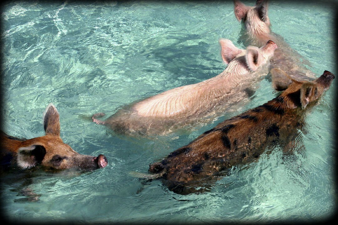 Handmade blank greeting card "When Pigs Swim #3, Bahamas" featuring ...