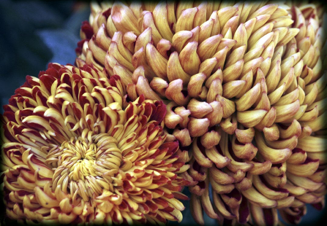 Handmade Blank Greeting Card golden Mums Featuring Original Photography ...