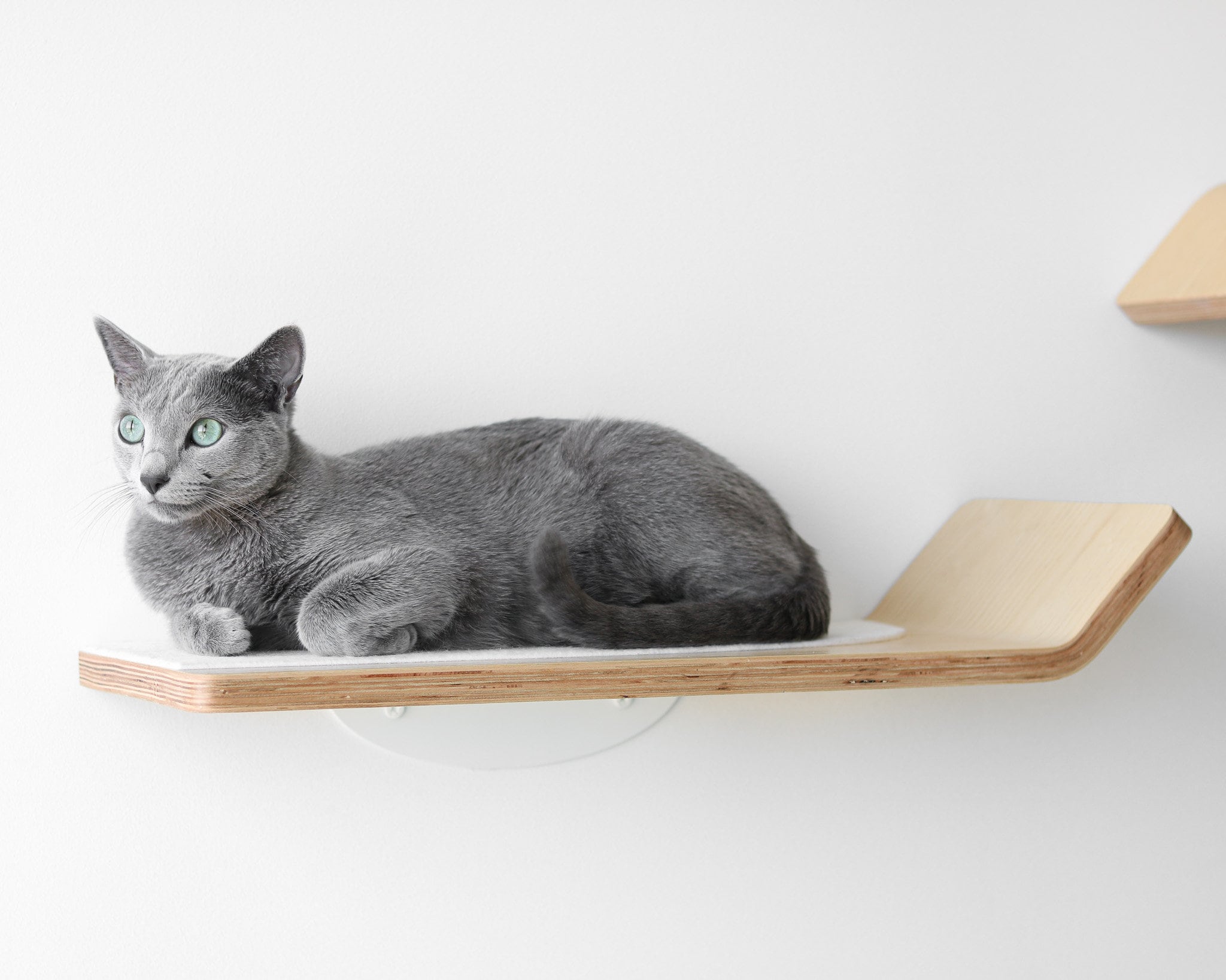 Floating Cat Shelves: Minimalist Modern Cat Furniture, Cat Bridge Set ...