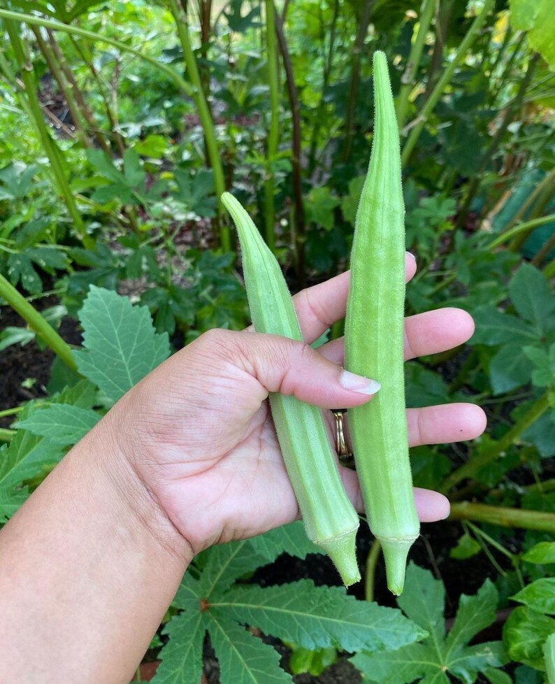 Go Big Hybrid Okra Seeds - Etsy