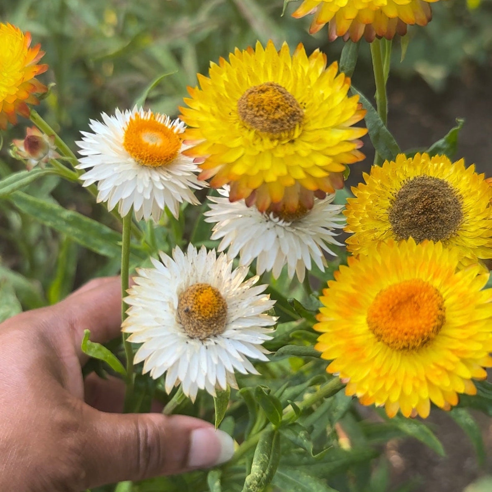 Helichrysum strawflower Mixed Colors Seeds - Etsy