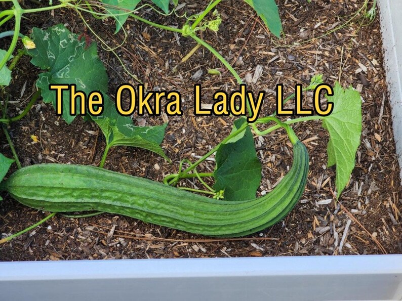 Chinese Okra Seeds/luffa Gourd/loofah - Etsy