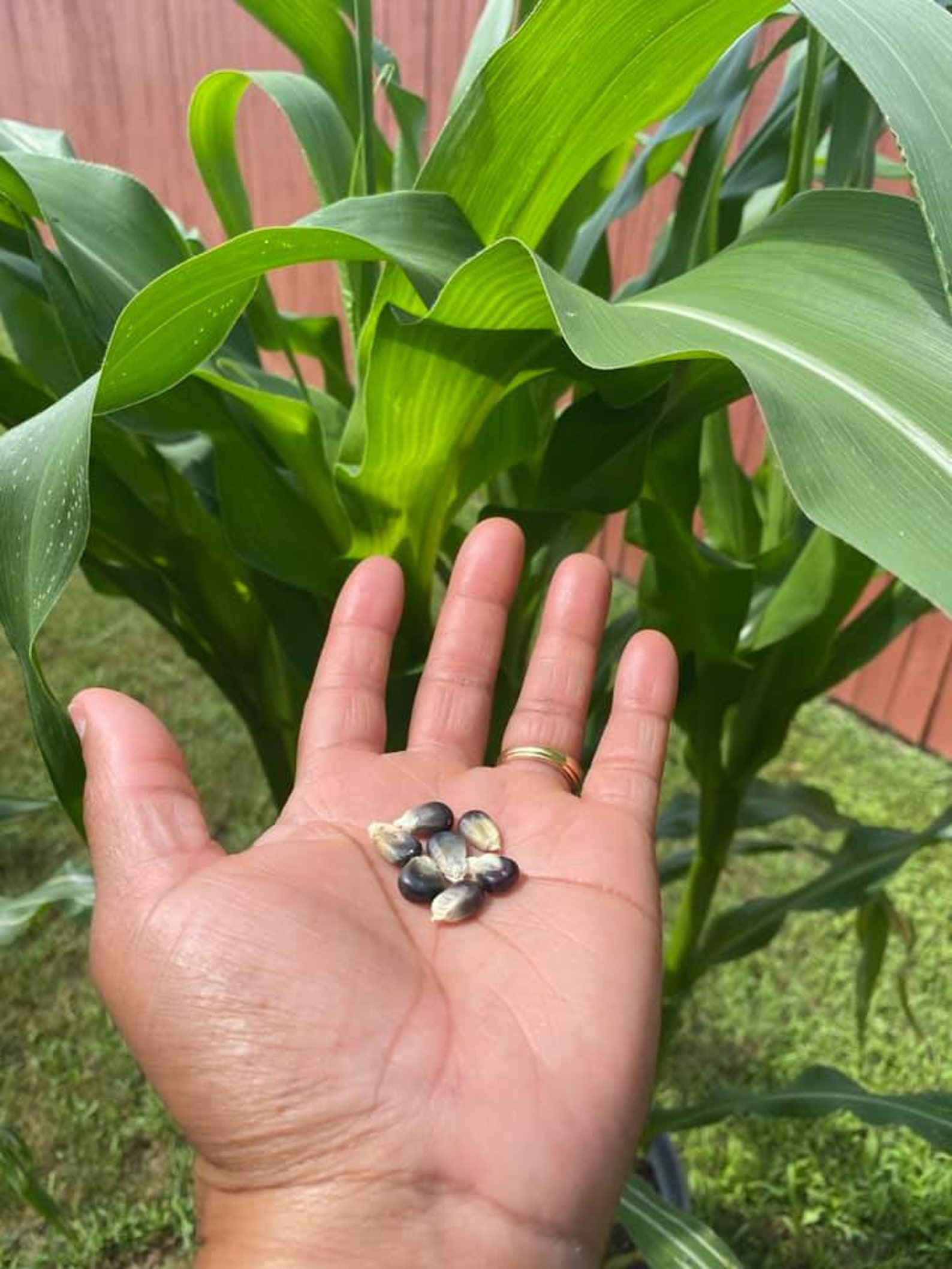 Blue Corn Seeds | Etsy