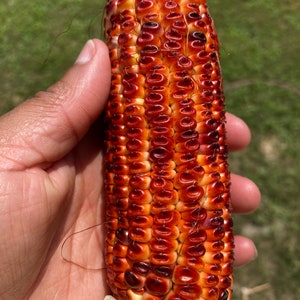 Jimmy Red Corn Seeds - Etsy