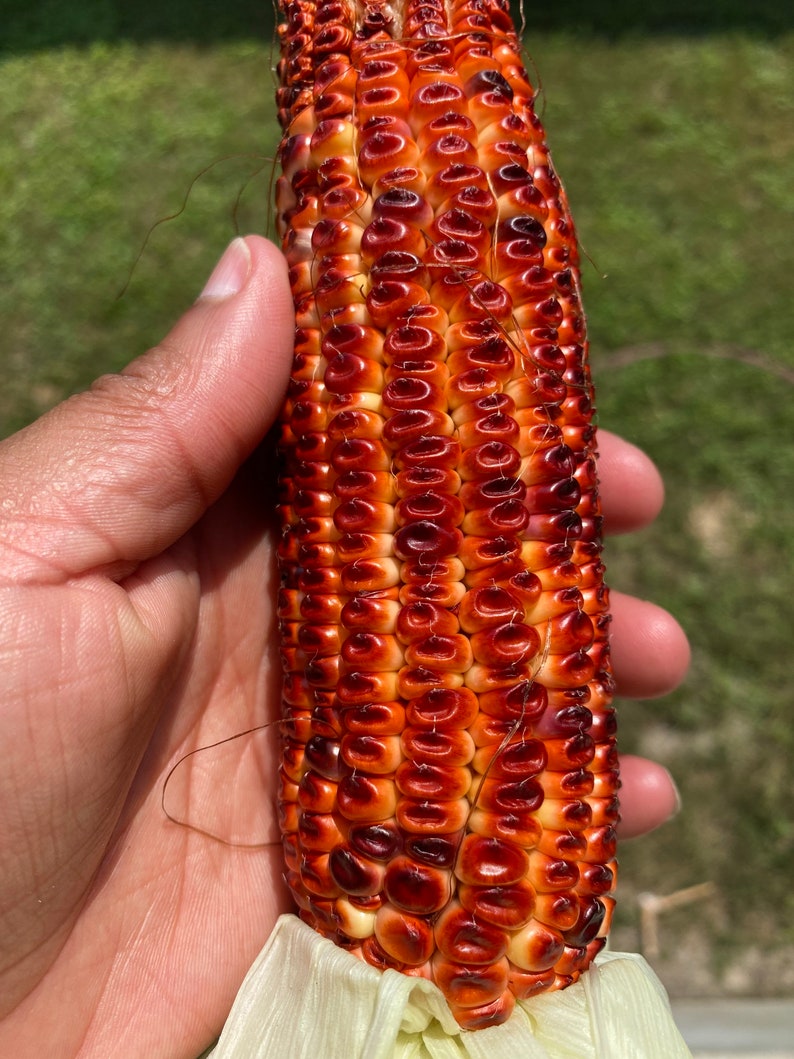 Jimmy Red Corn Seeds - Etsy